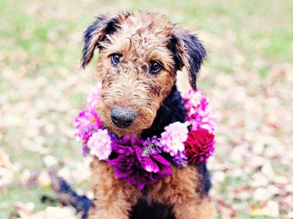 Darcie Bruce - Wire Fox Terrier Puppies for Sale in Greeneville, TN ...