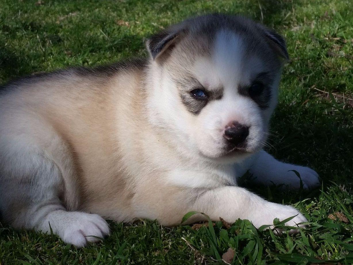 Blue Moon Dogs - Dachshund Puppies for Sale in Big Cabin, OK | AKC ...