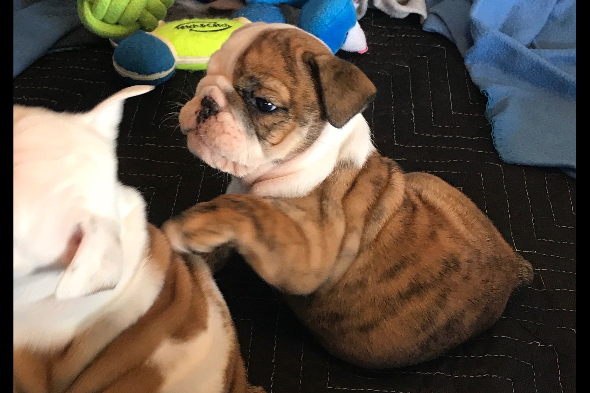 Yorkshire Terrier (Yorkie) Puppies For Sale In North Carolina