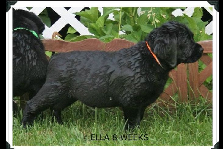 Stargazer Labradors - Labrador Retriever Puppies for Sale in Conway, NH ...