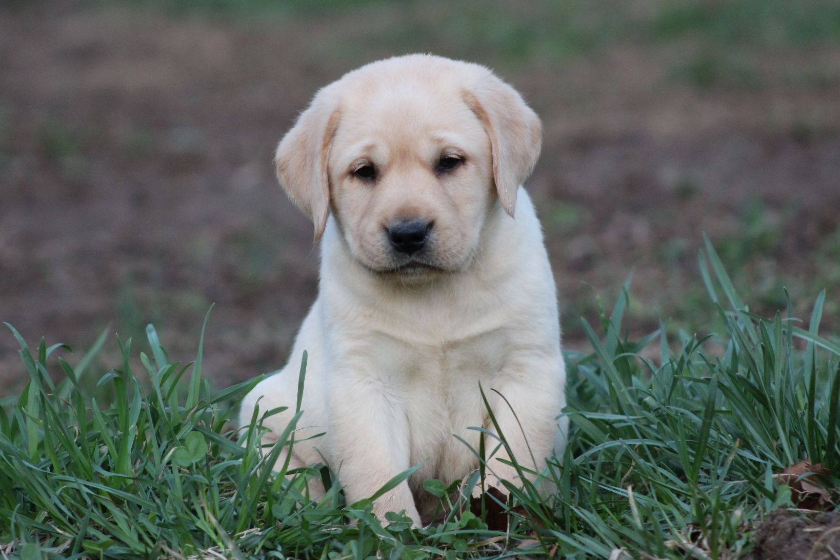 Labrador Retriever (Lab) Puppies For Sale In West Virginia
