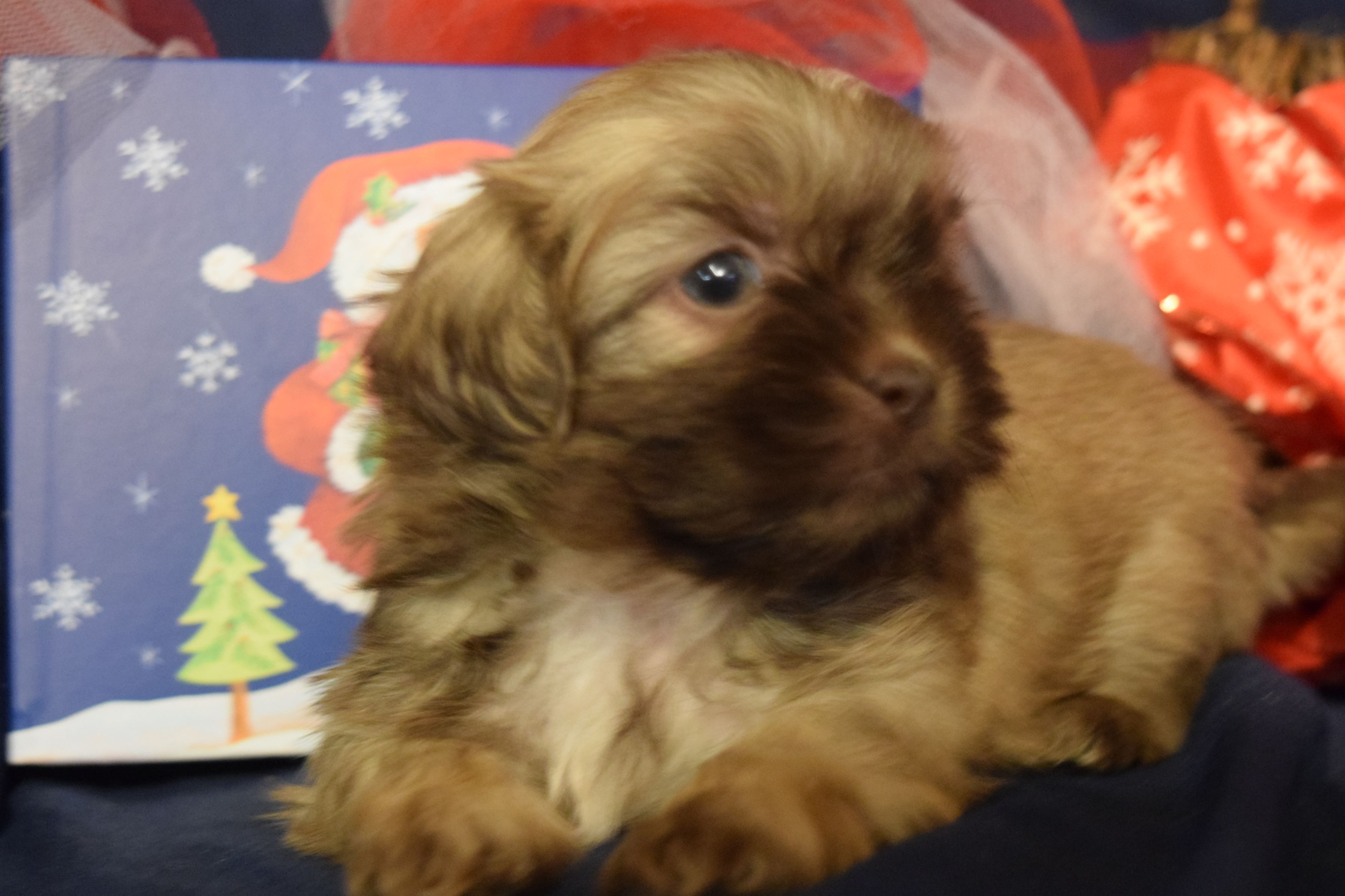 Shih Tzu Puppies For Sale In South Carolina