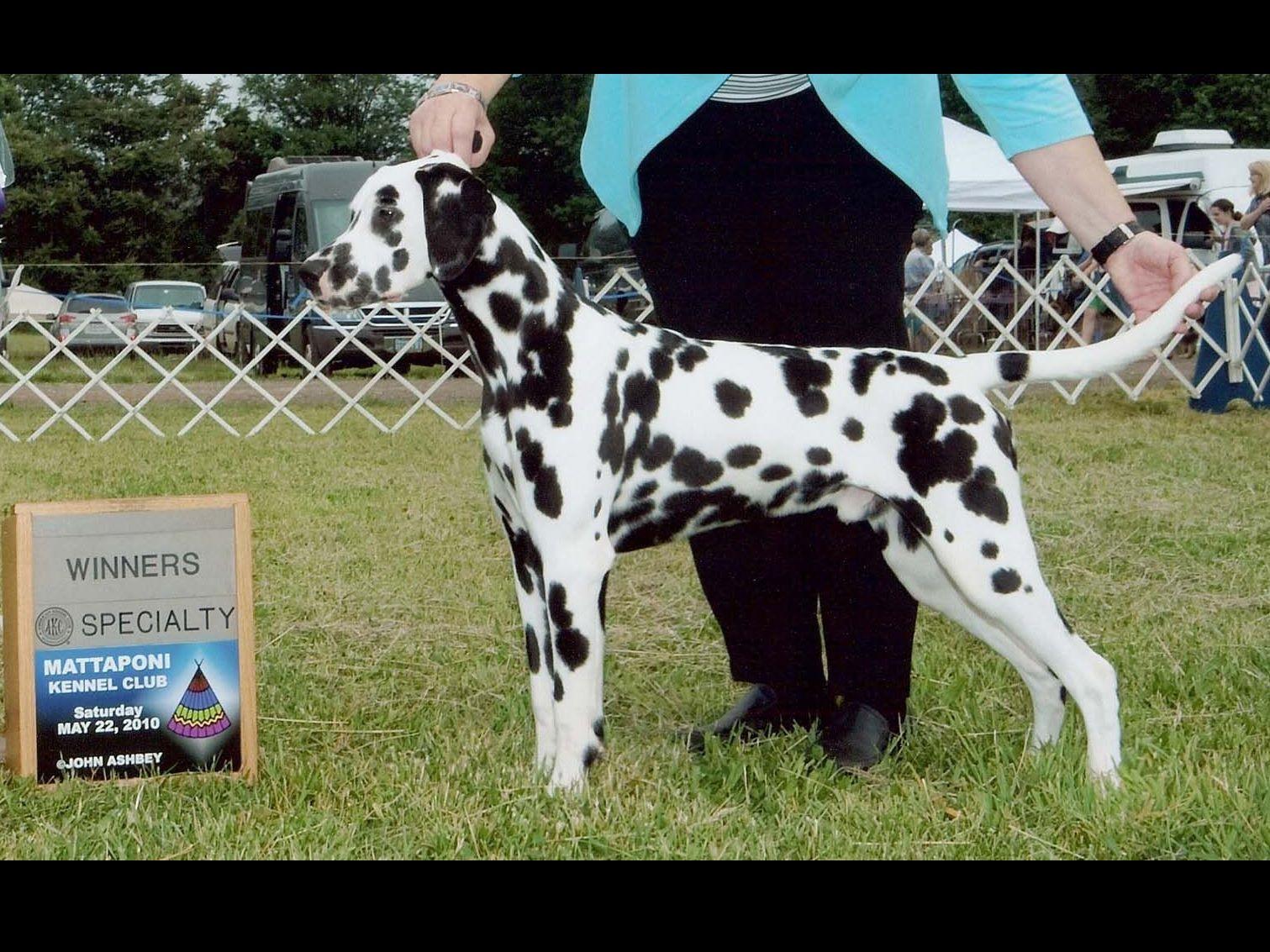 Dalmatian Puppies For Sale