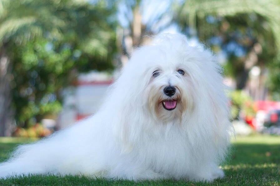 Deborah Howington - Puppies For Sale