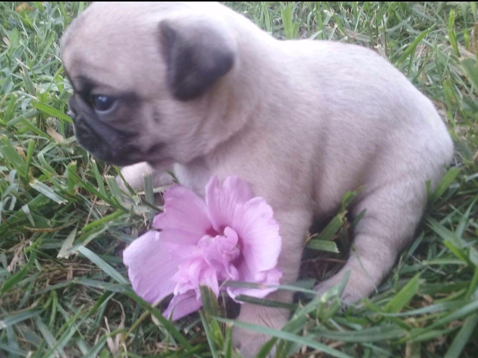 Pug Puppies For Sale In Tennessee