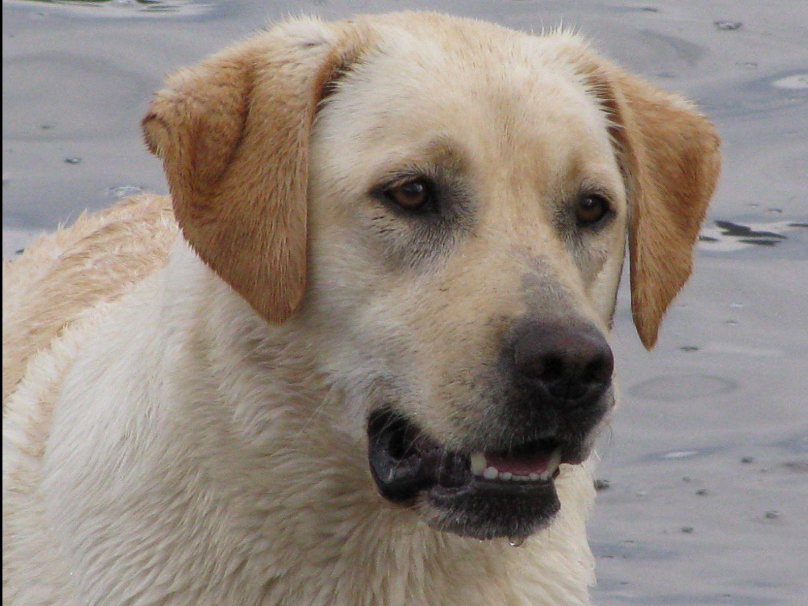 Labrador Retriever (Lab) Puppies For Sale In Iowa