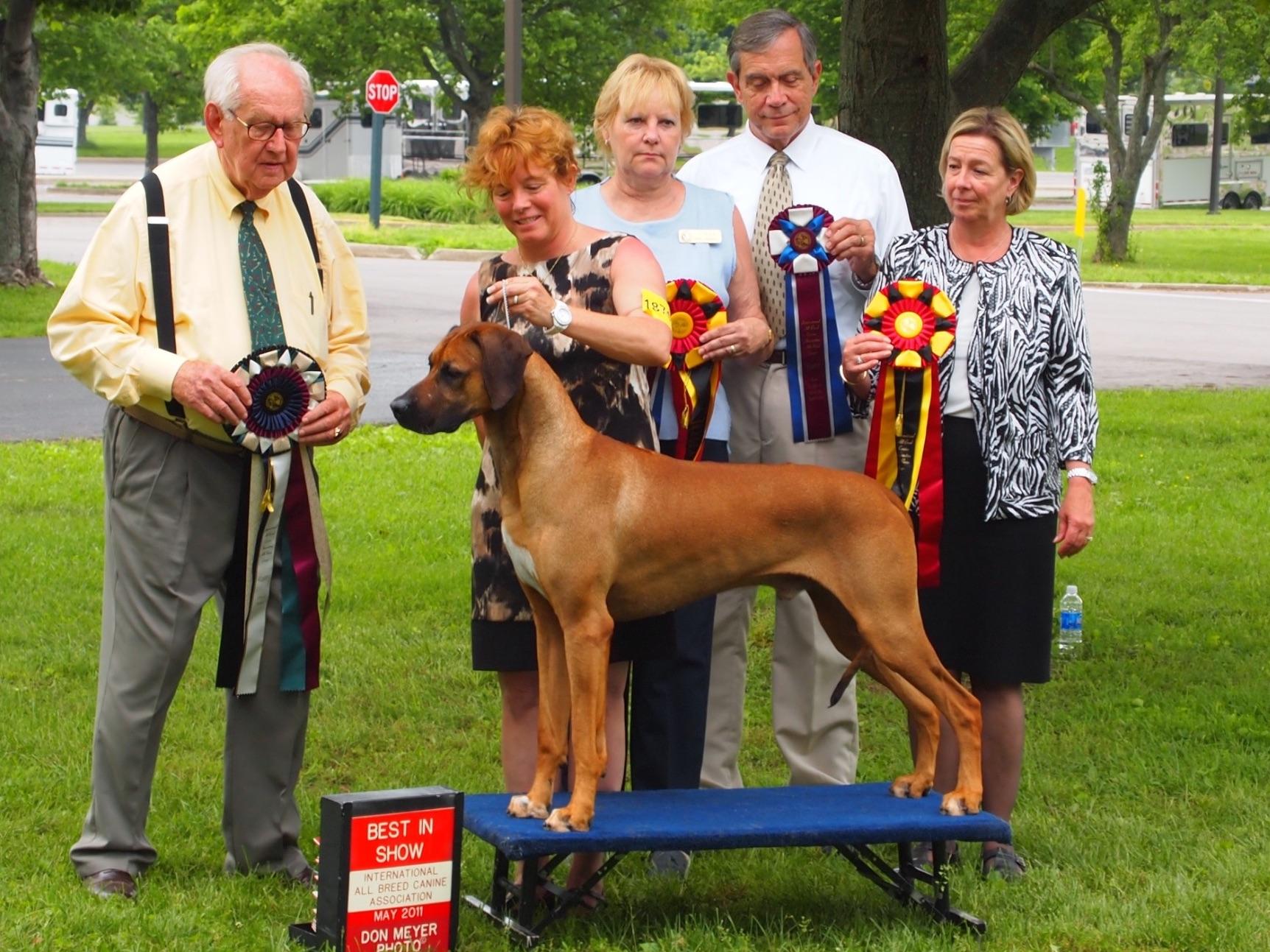 Adili Ridgebacks - Rhodesian Ridgeback Puppies for Sale in Paris, KY ...