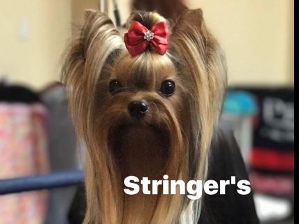 Anna Stringer Stringer’s Yorkies - Yorkshire Terrier Puppies for Sale ...