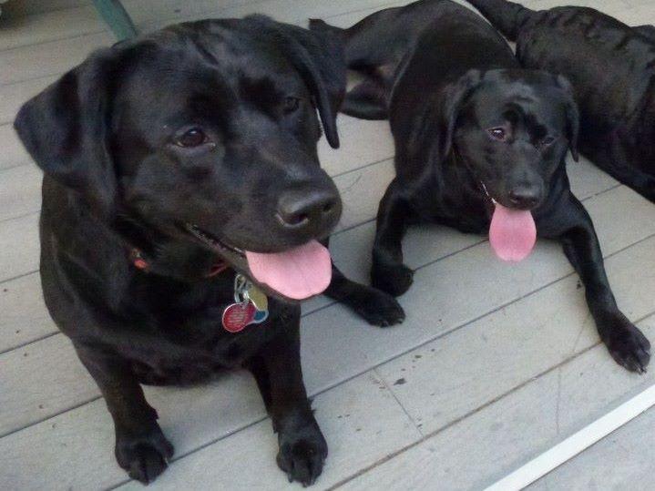Labrador Retriever (Lab) Puppies For Sale In Connecticut