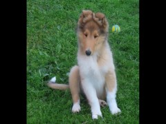 Collie Puppies For Sale - AKC PuppyFinder