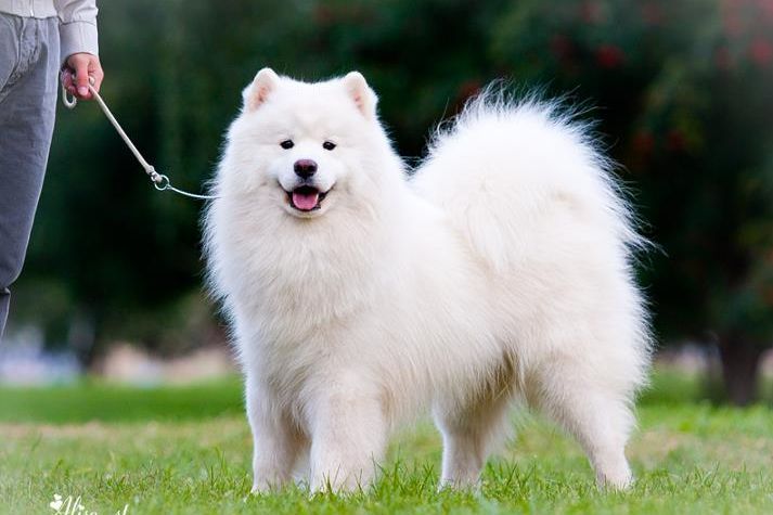 Mountain Laurel Samoyeds - Samoyed Puppies for Sale in Reinholds, PA ...