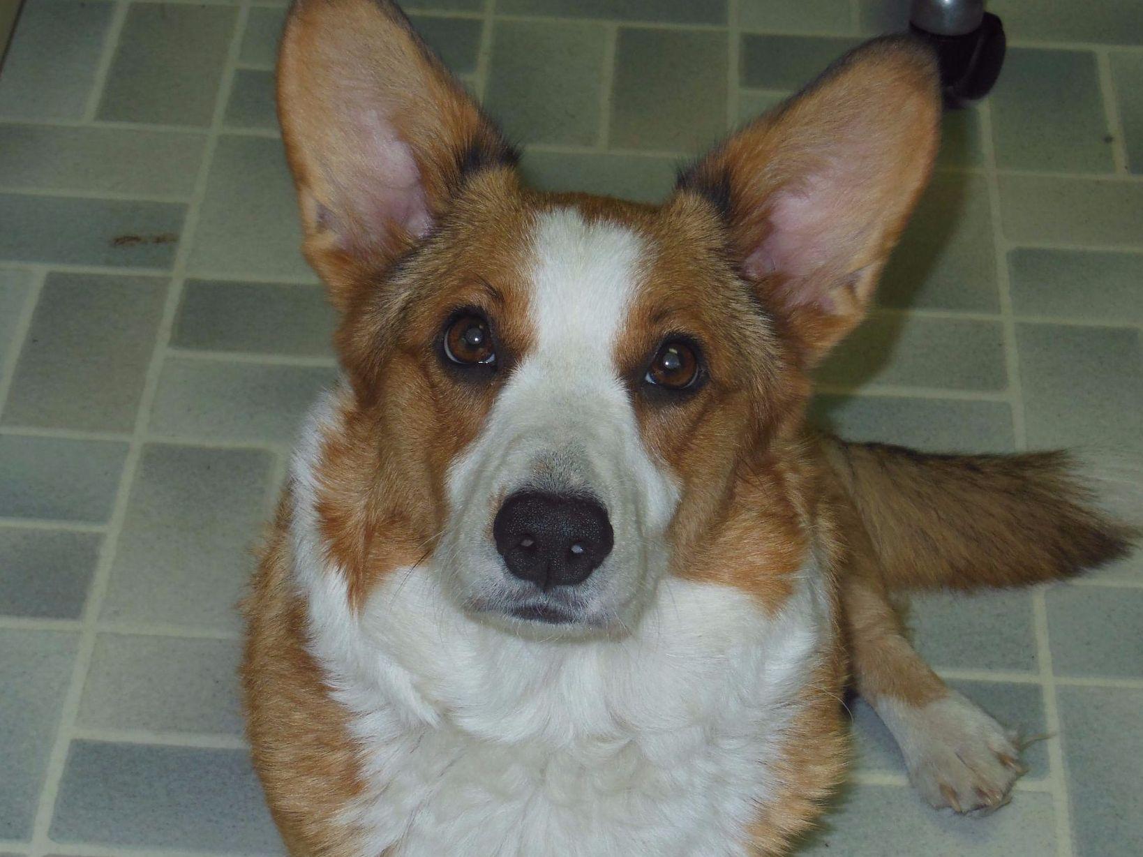 Dragonfly Cardigan Welsh Corgis - Cardigan Welsh Corgi Puppies for Sale ...
