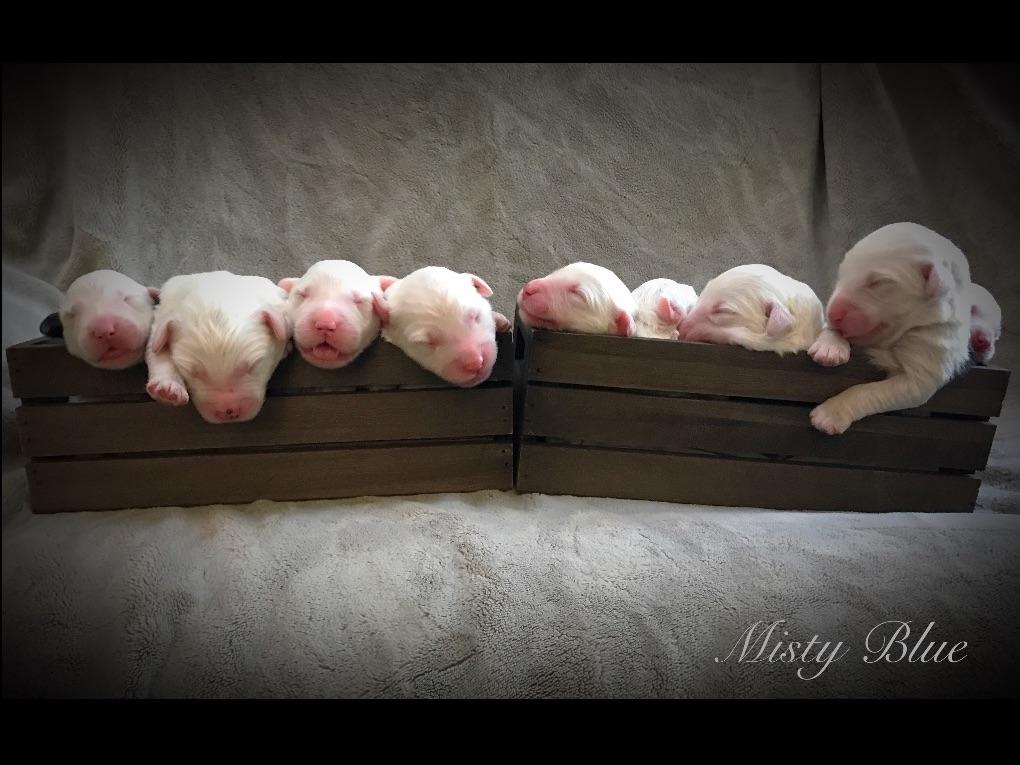 Misty Blue Old English Sheepdogs - Old English Sheepdog Puppies for ...