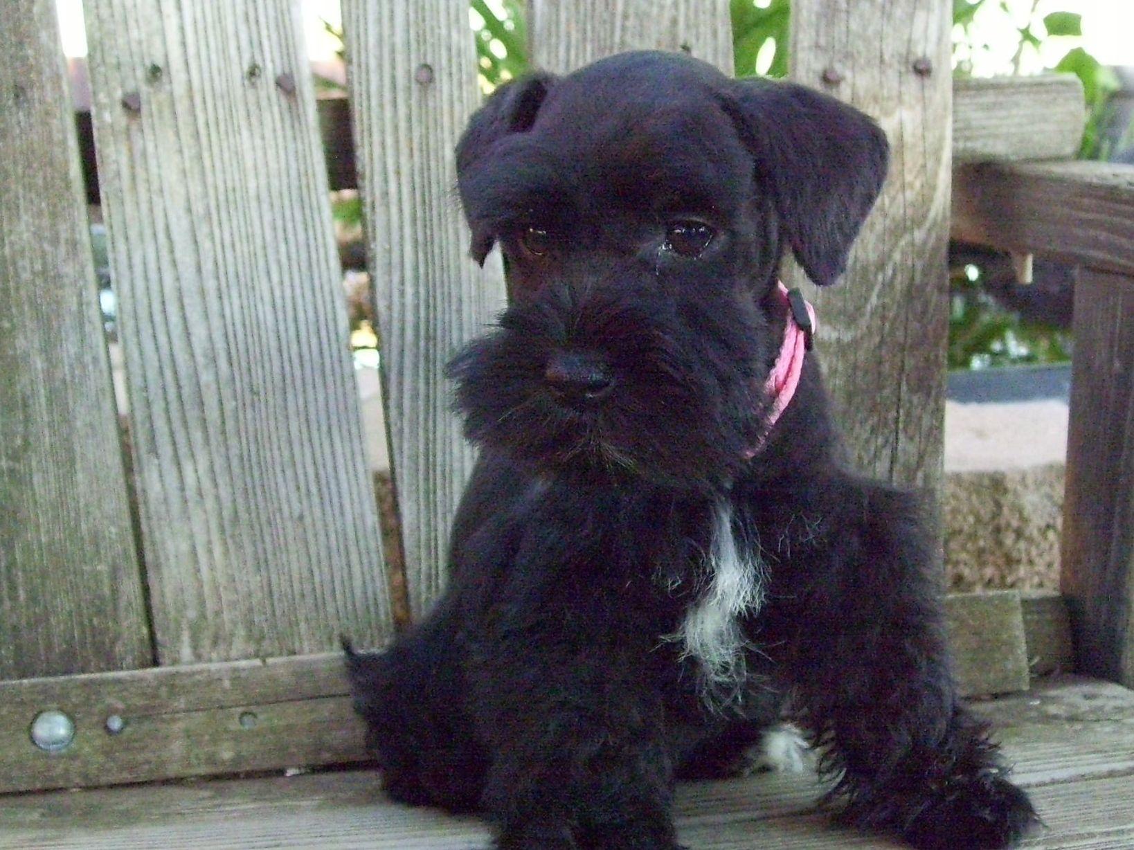 debra fritz - Miniature Schnauzer Puppies for Sale in Marysville, CA ...