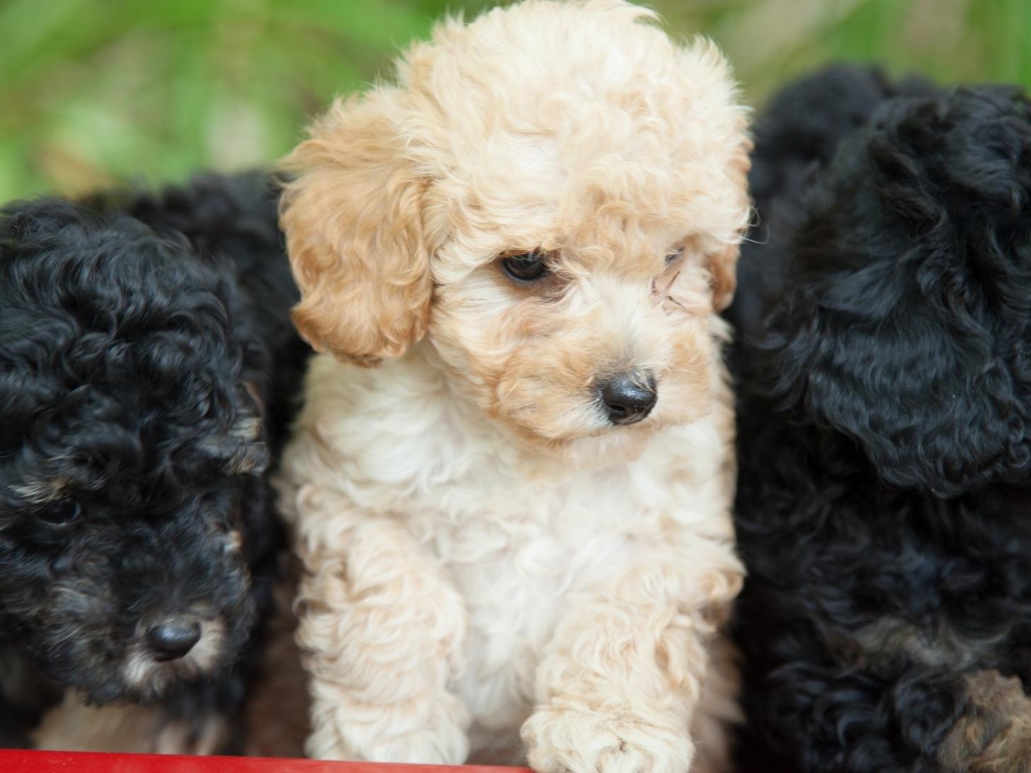 Poodle Puppies For Sale In Illinois