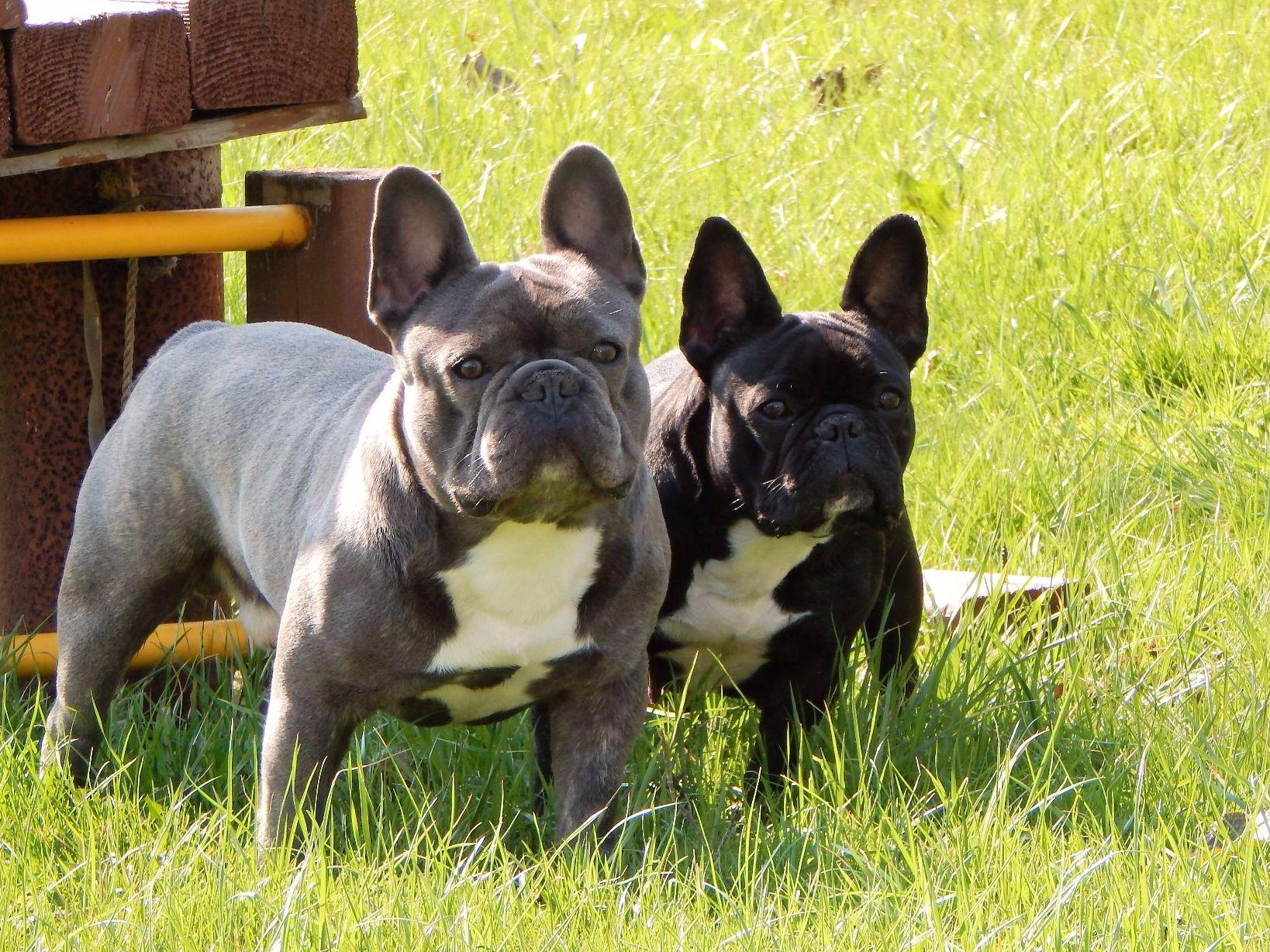 Brooke Beck - French Bulldog Puppies for Sale in Meadville, PA | AKC ...