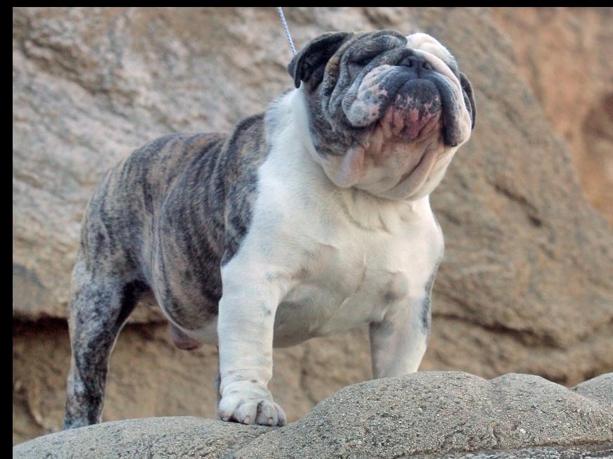 Bulldog Puppies For Sale In California