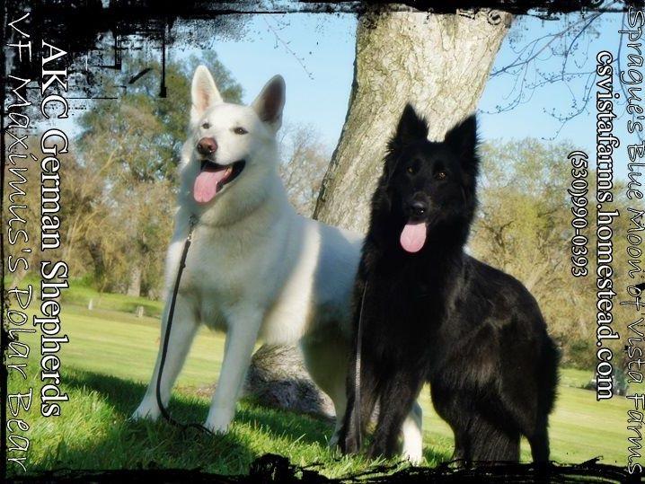 German Shepherd Dog Puppies For Sale In Arizona