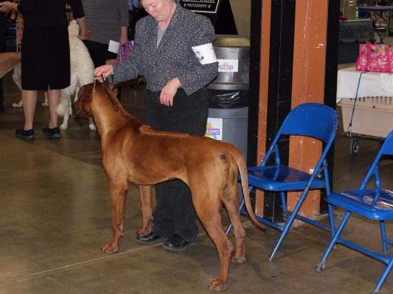 Rhodesian Ridgeback Puppies For Sale In Michigan