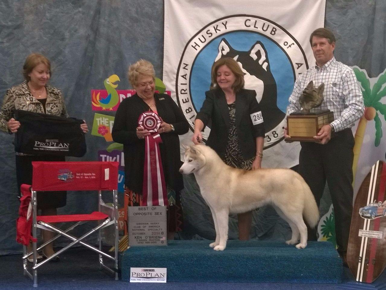 Highlander Siberian Huskies - Siberian Husky Puppies for Sale in Dexter ...