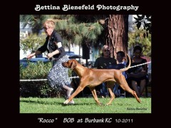 Rhodesian Ridgeback Puppies For Sale - AKC PuppyFinder