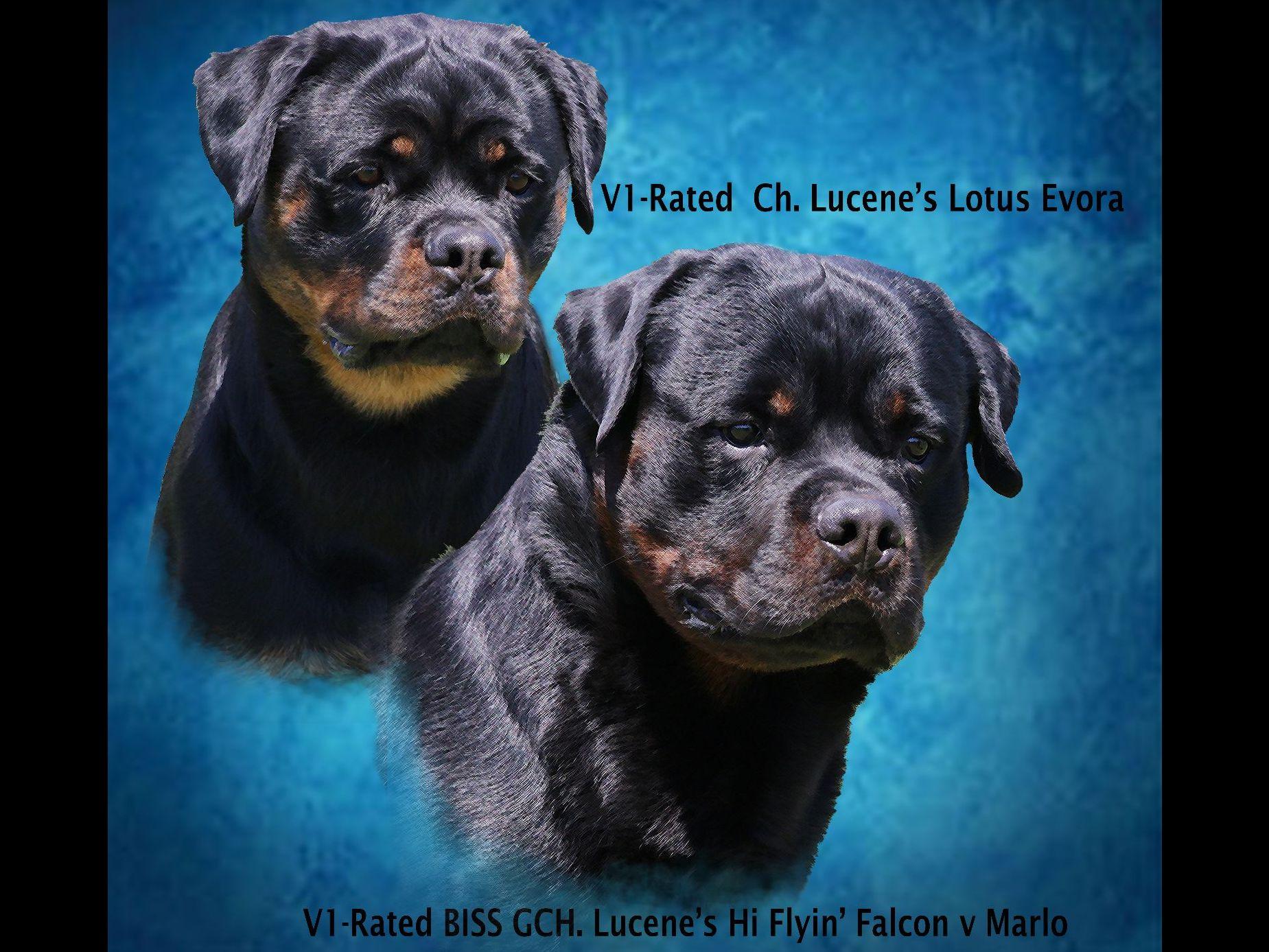 Rottweiler Puppies For Sale In California