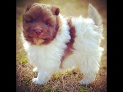 German Spitz Puppies For Sale - AKC PuppyFinder