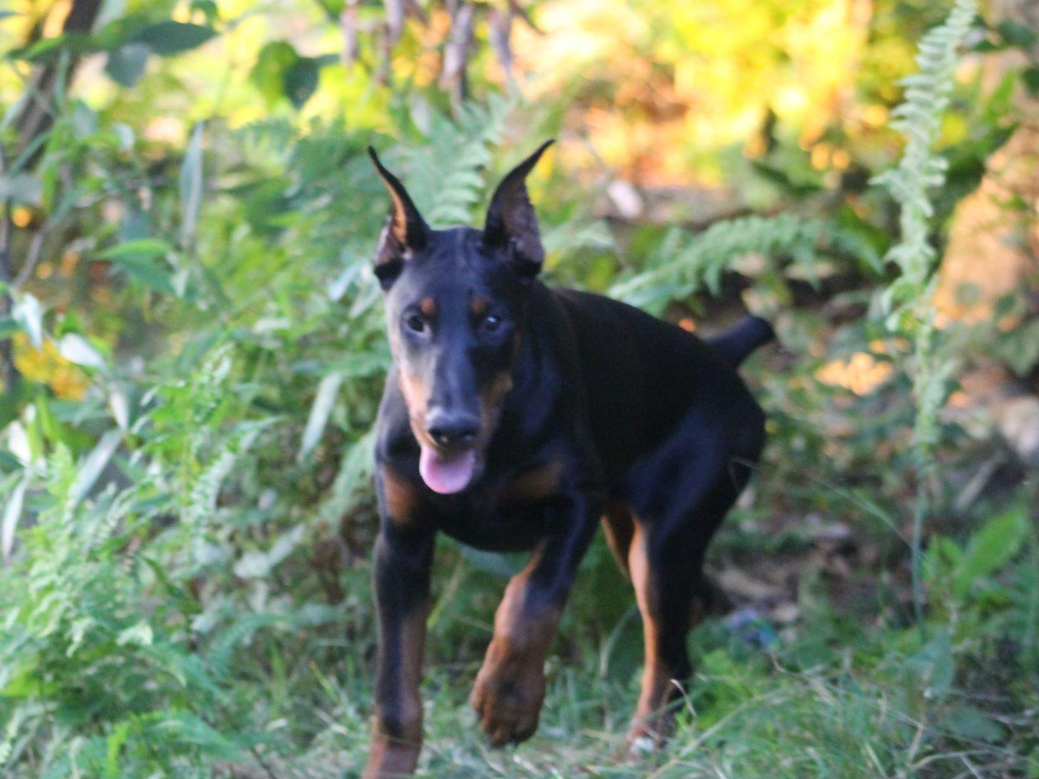 KELLY JAMIL-GRAY - Rottweiler Puppies for Sale in Ellenville, NY | AKC ...