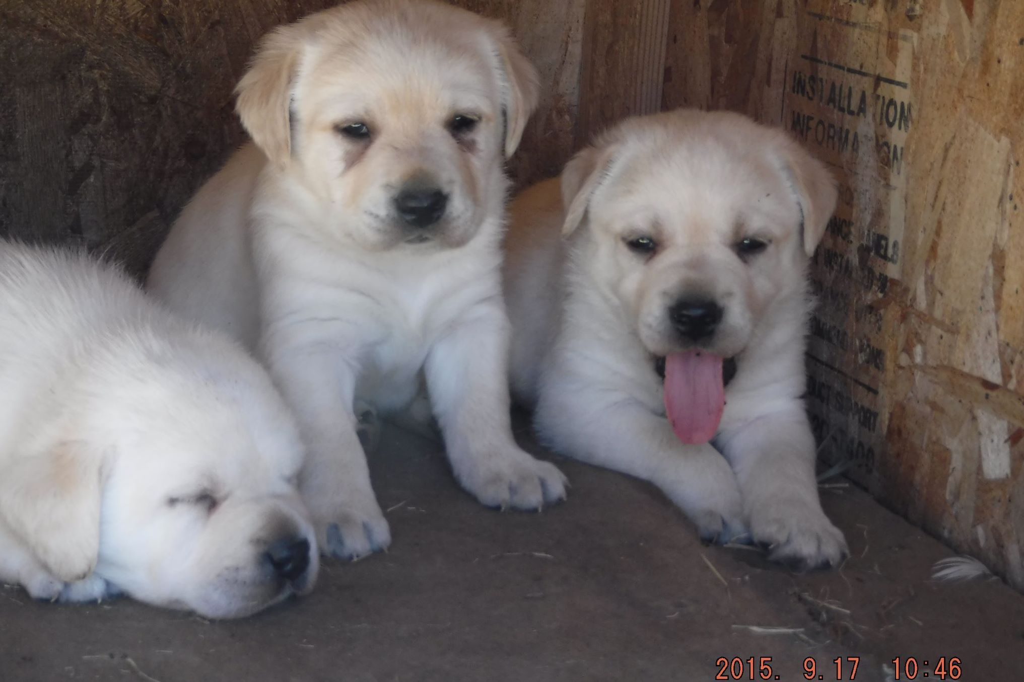 Dream Chaser's Labradors - Labrador Retriever Puppies for Sale in ...