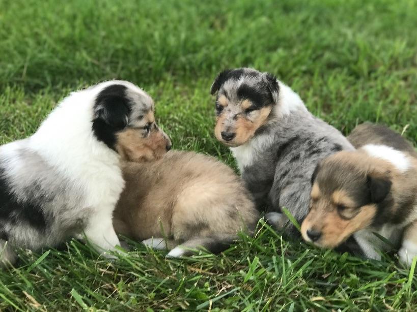 Heritage Farms Collies - Collie Puppies for Sale in Tekonsha, MI | AKC ...