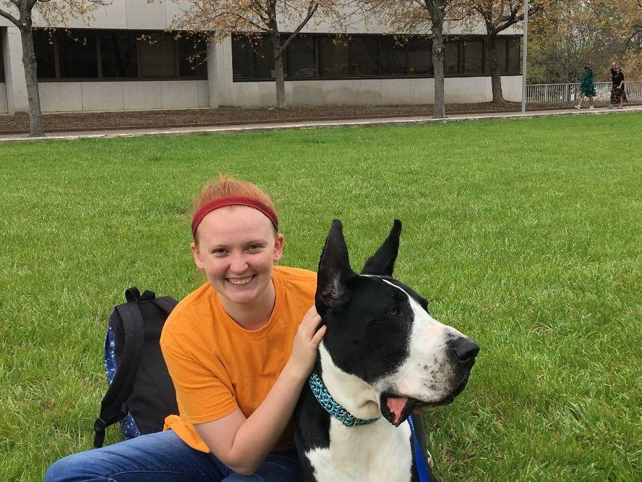 Bracco Italiano Puppies For Sale