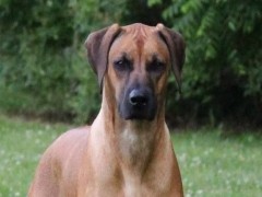 Rhodesian Ridgeback Puppies For Sale - AKC PuppyFinder