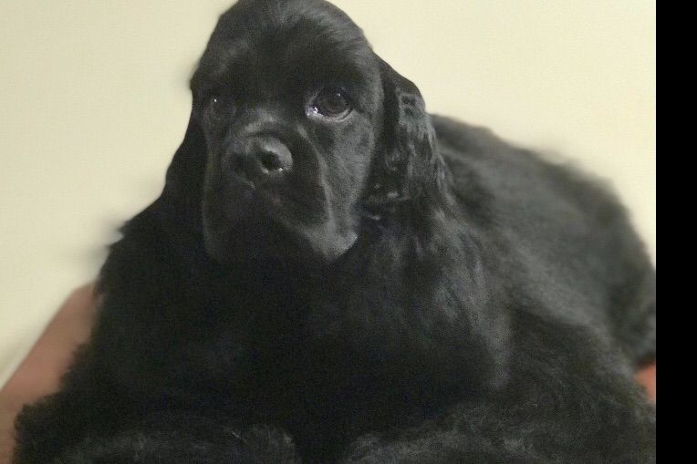 Linda Pitts - Cocker Spaniel Puppies for Sale in Knoxville, TN | AKC ...