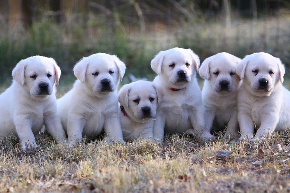 Lakylu Kennels -DL Phillips Farm, LLC - Labrador Retriever Puppies for ...