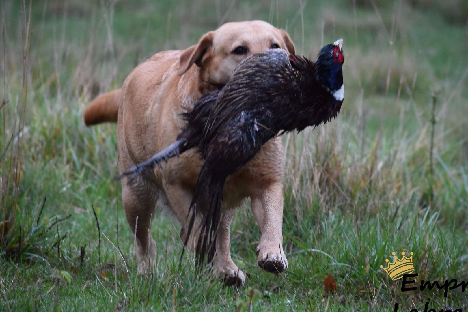 Empress Labradors - Labrador Retriever Puppies for Sale in Roscoe, IL ...