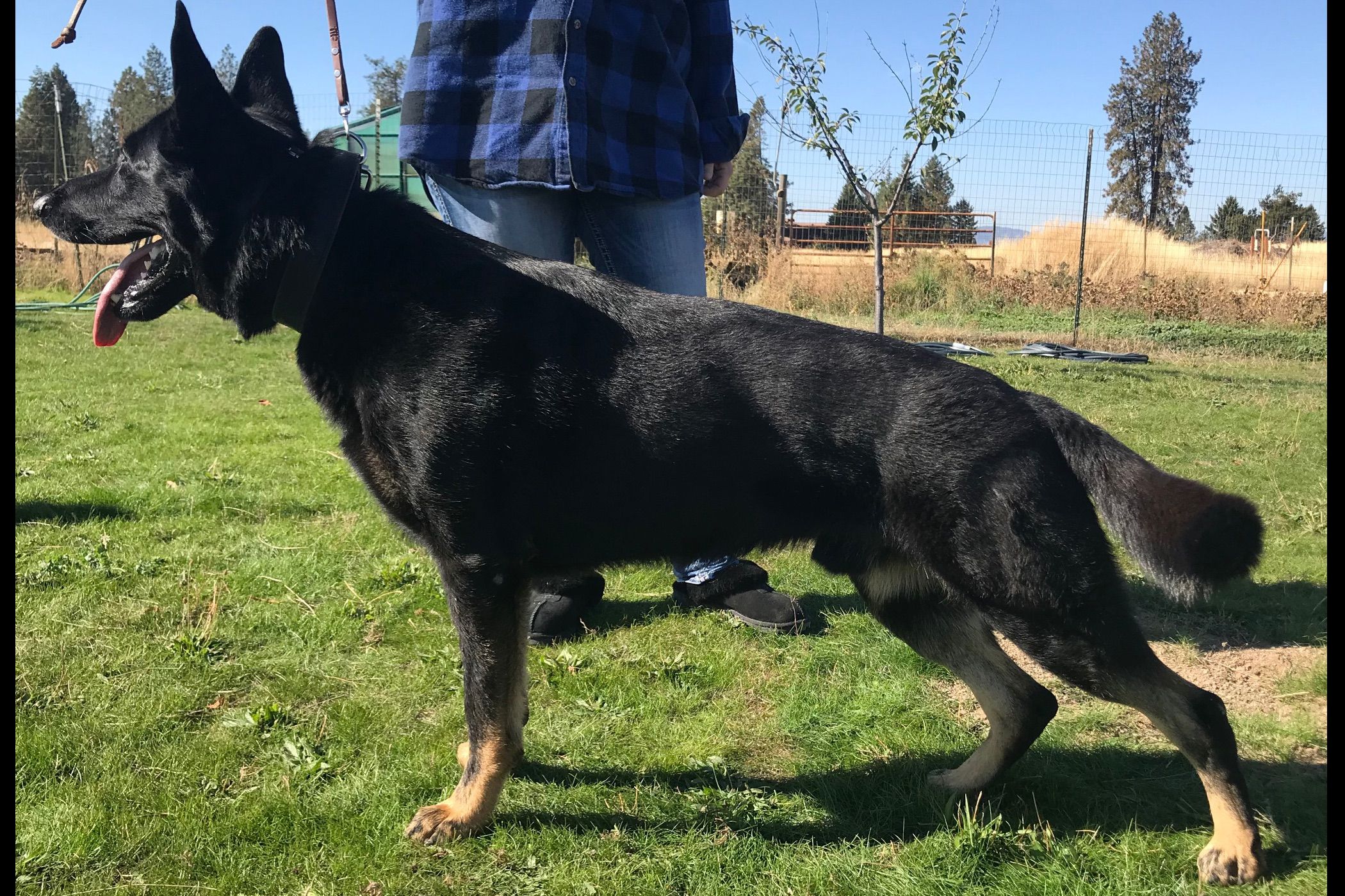 German Shepherd Dog Puppies For Sale In Washington