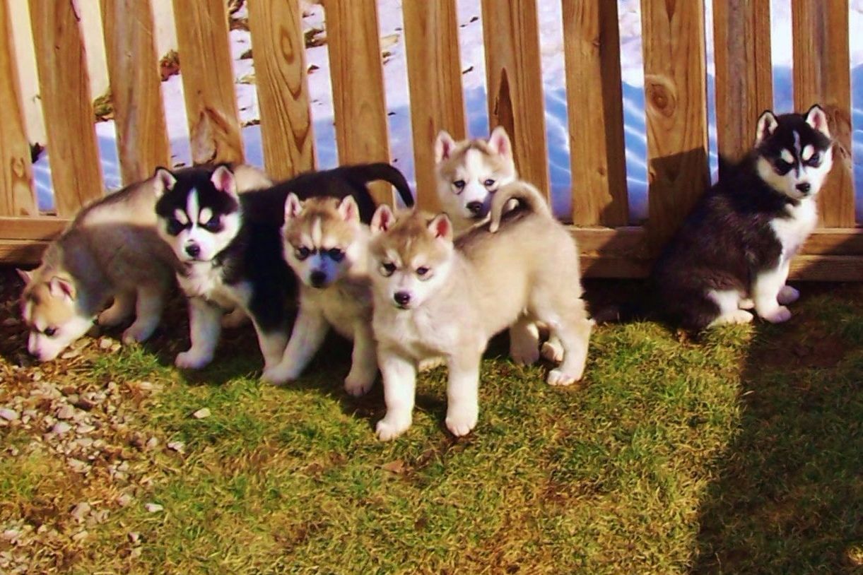 Siberian Husky Puppies For Sale In Ohio