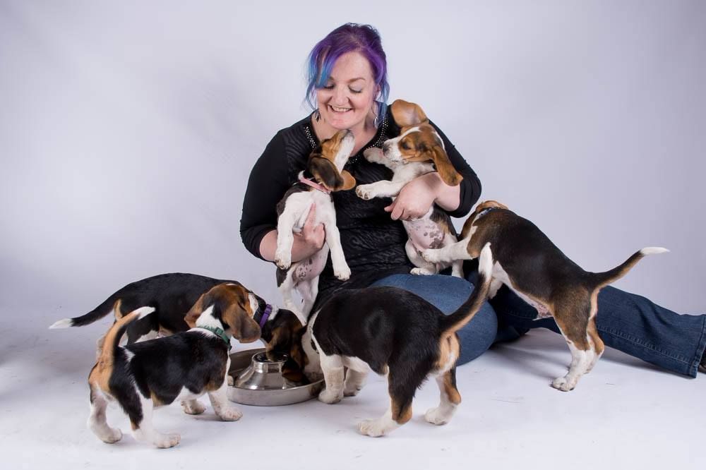 Beagle Puppies For Sale In Colorado