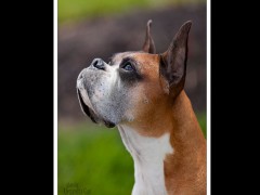 Boxer Puppies For Sale - AKC PuppyFinder