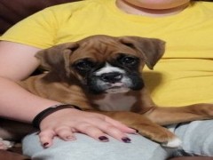 Boxer Puppies For Sale - AKC PuppyFinder