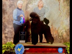 Poodle Puppies For Sale - AKC PuppyFinder