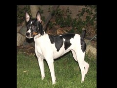 Rat Terrier Puppies For Sale - AKC PuppyFinder