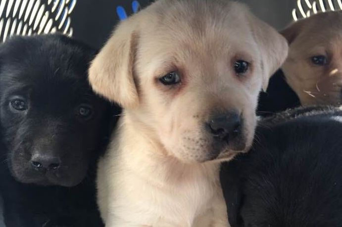 Joyce Soukup - Labrador Retriever Puppies for Sale in Central City, IA ...