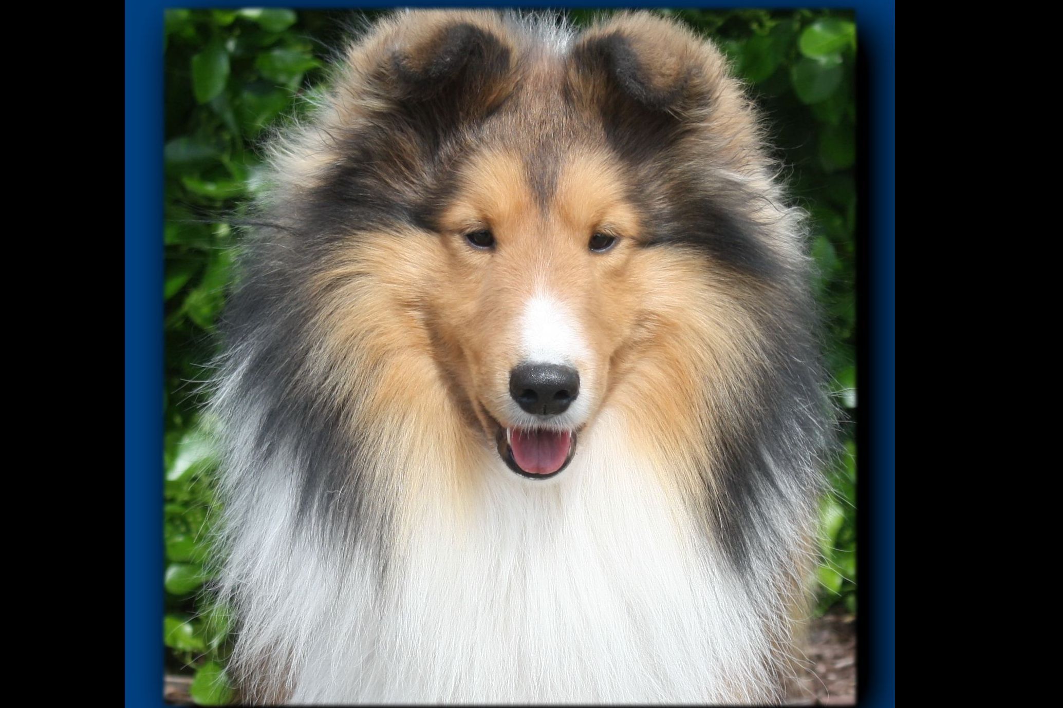 Merrtheart Shelties - Shetland Sheepdog Puppies for Sale in Amissville ...