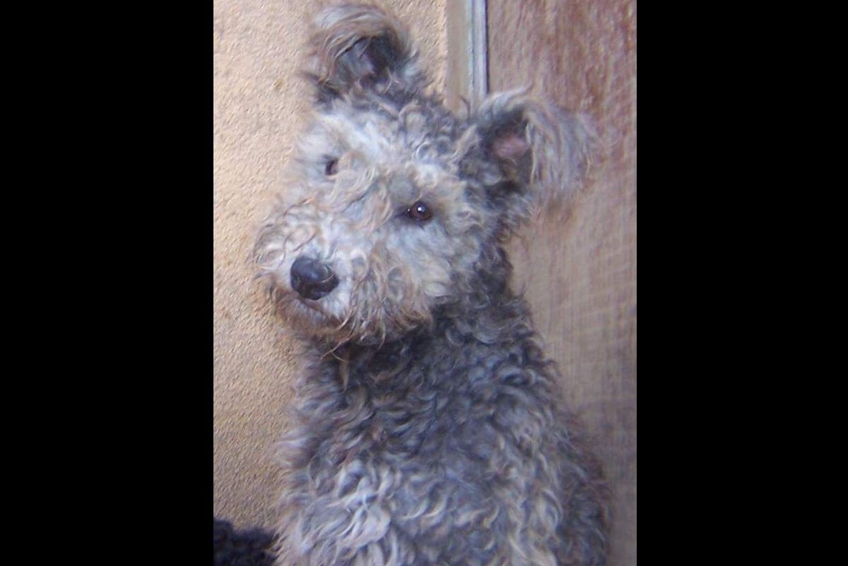 Riptide Pumi - Puppies For Sale