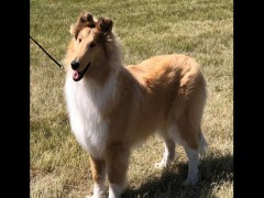 Collie Puppies For Sale - AKC PuppyFinder