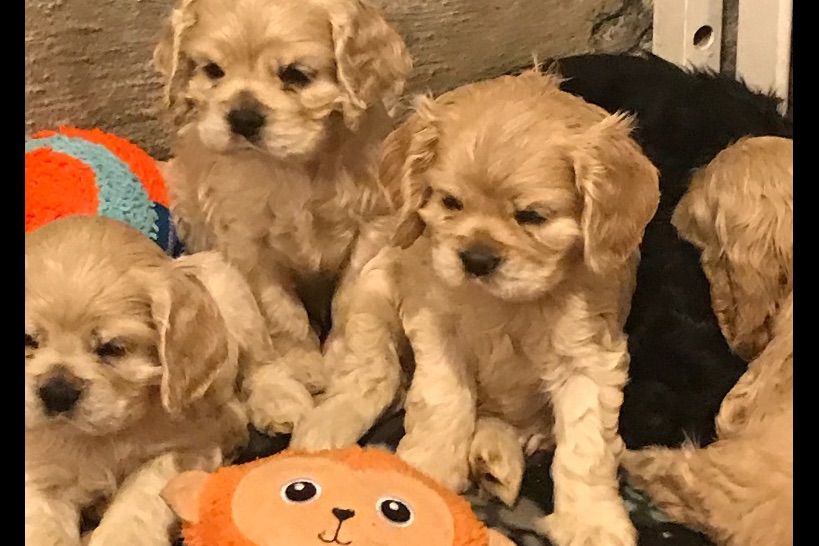 Cocker Spaniel Puppies For Sale In Massachusetts