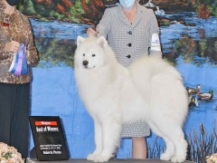 Samoyed Puppies For Sale - AKC PuppyFinder