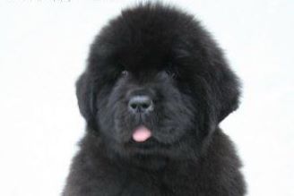 Johnson Farms - Saint Bernard Puppies for Sale in Lyndonville, NY | AKC ...