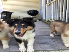 Collie Puppies For Sale - AKC PuppyFinder